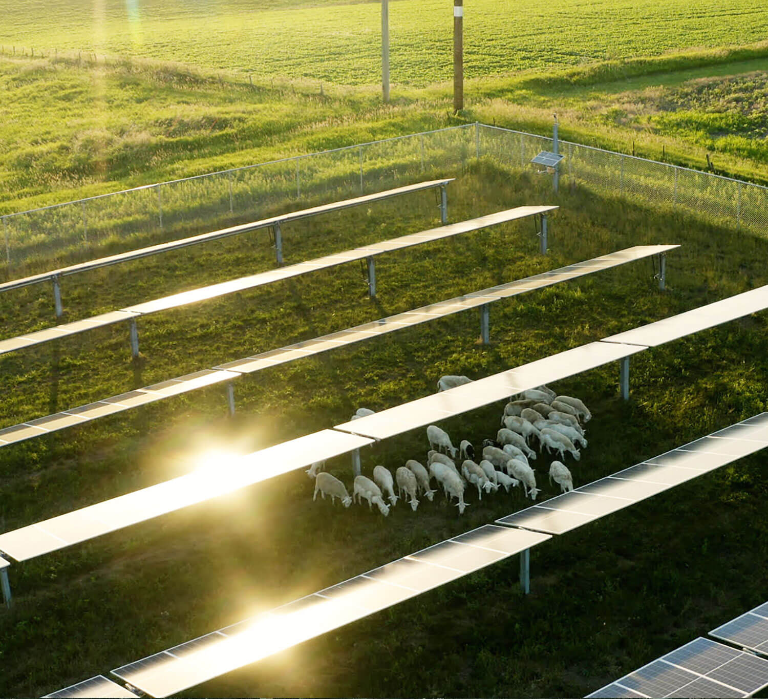 Solar Sheep Grazing in Iowa – Ideal Energy